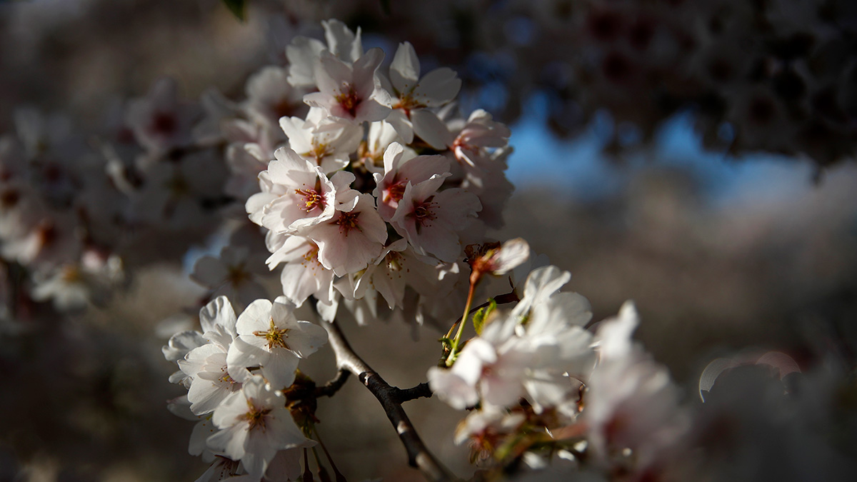 Florecen los cerezos en el Jackson Park de Chicago – Telemundo Chicago