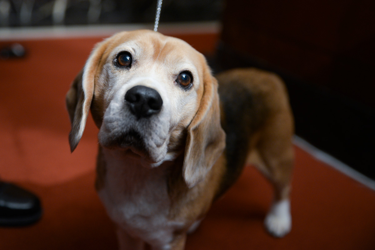 10 razas de perros más comunes en refugios de Estados Unidos ...