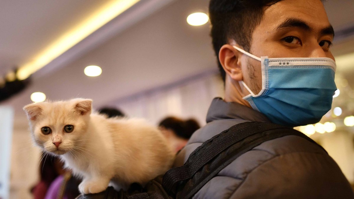 Confirman caso de gato con coronavirus; sería el primero en el mundo ...
