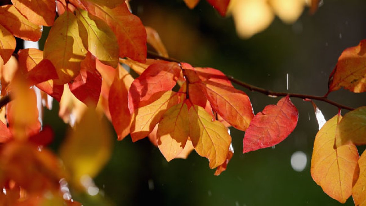 Inicio del otoño: cuándo, cambio de hora, temperaturas y más ...