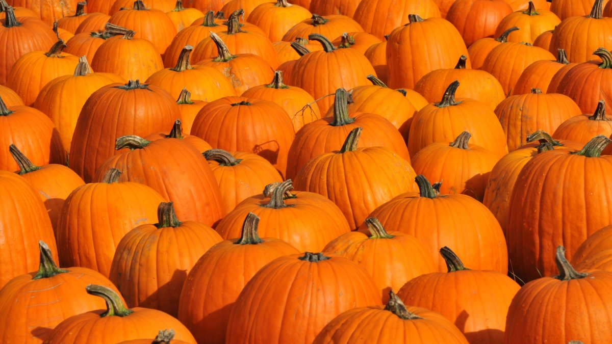 12 huertos de calabazas que no querrás perderte este otoño en el área ...