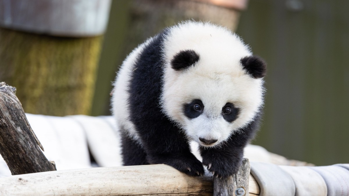 Dónde ver pandas en Estados Unidos y el mundo – Telemundo Chicago