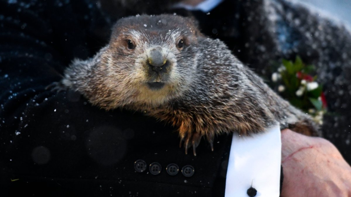 Elenco de ‘Groundhog Day’ se reunirá en Navy Pier en el Día de la ...