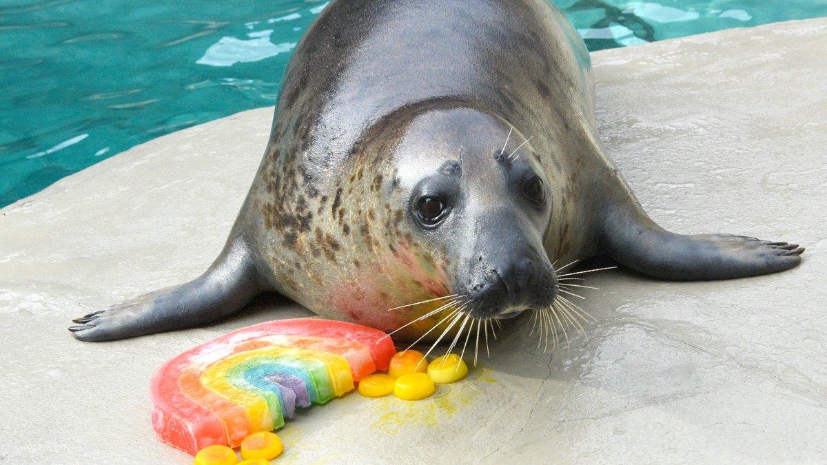Día de San Patricio en Chicago: Animales del Brookfield Zoo celebran ...