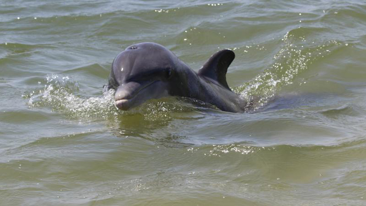 NOAA: hay un delfín agresivo en North Padre Island – Telemundo Chicago