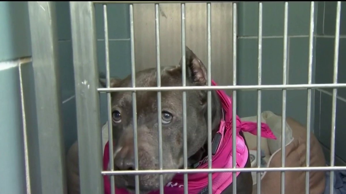 Último fin de semana para adoptar una mascota gratis o a bajo costo en ...