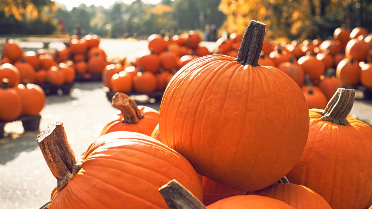 Granjas de calabazas en Chicago para visitar este otoño – Telemundo Chicago
