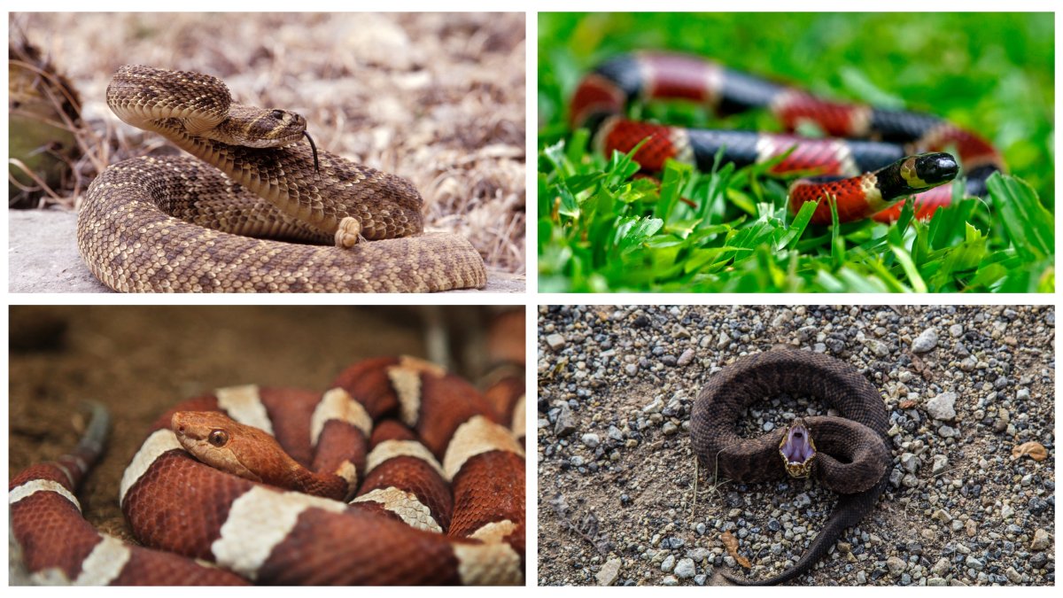 ¿Cuáles son las serpientes venenosas en Texas y cómo identificarlas ...