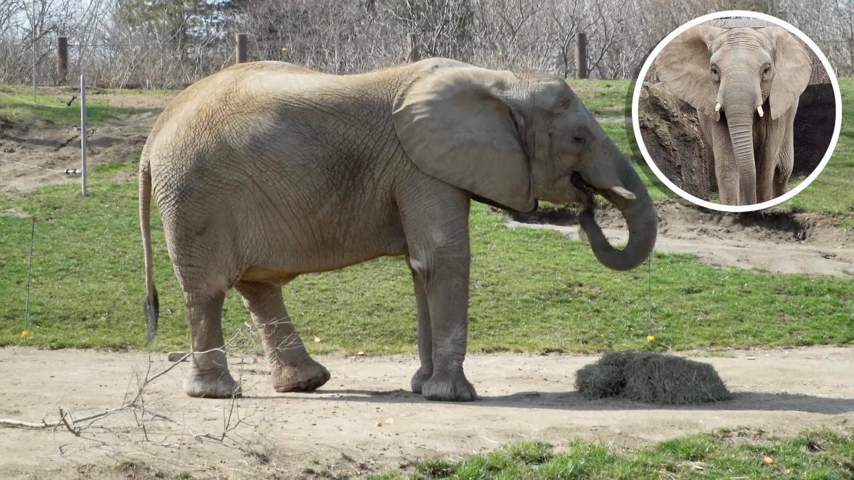 Indianápolis: conoce a Zahara, la elefanta embarazada que está haciendo ...