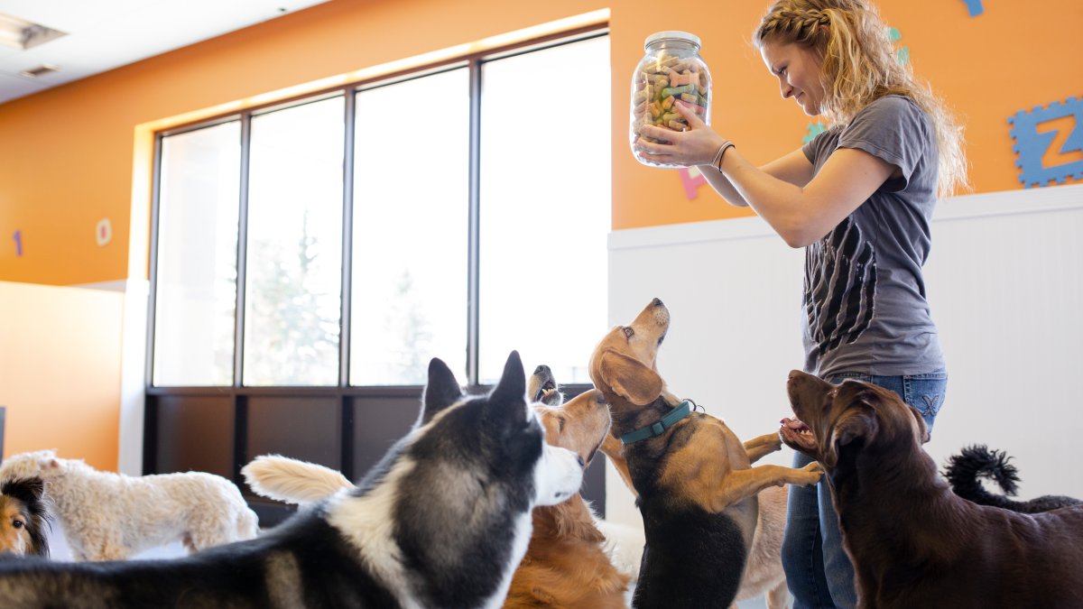 Cómo elegir una guardería canina para tu perro – Telemundo Chicago