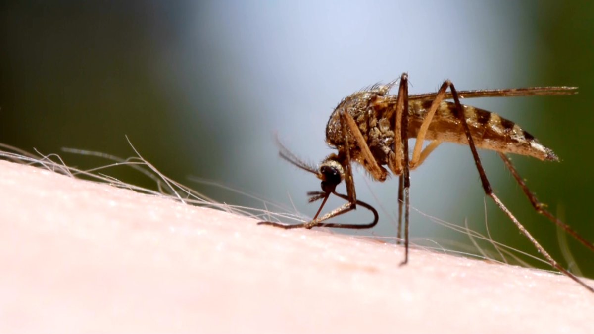 ¿Cómo tratar las picaduras de mosquito que producen dolor y picazón ...