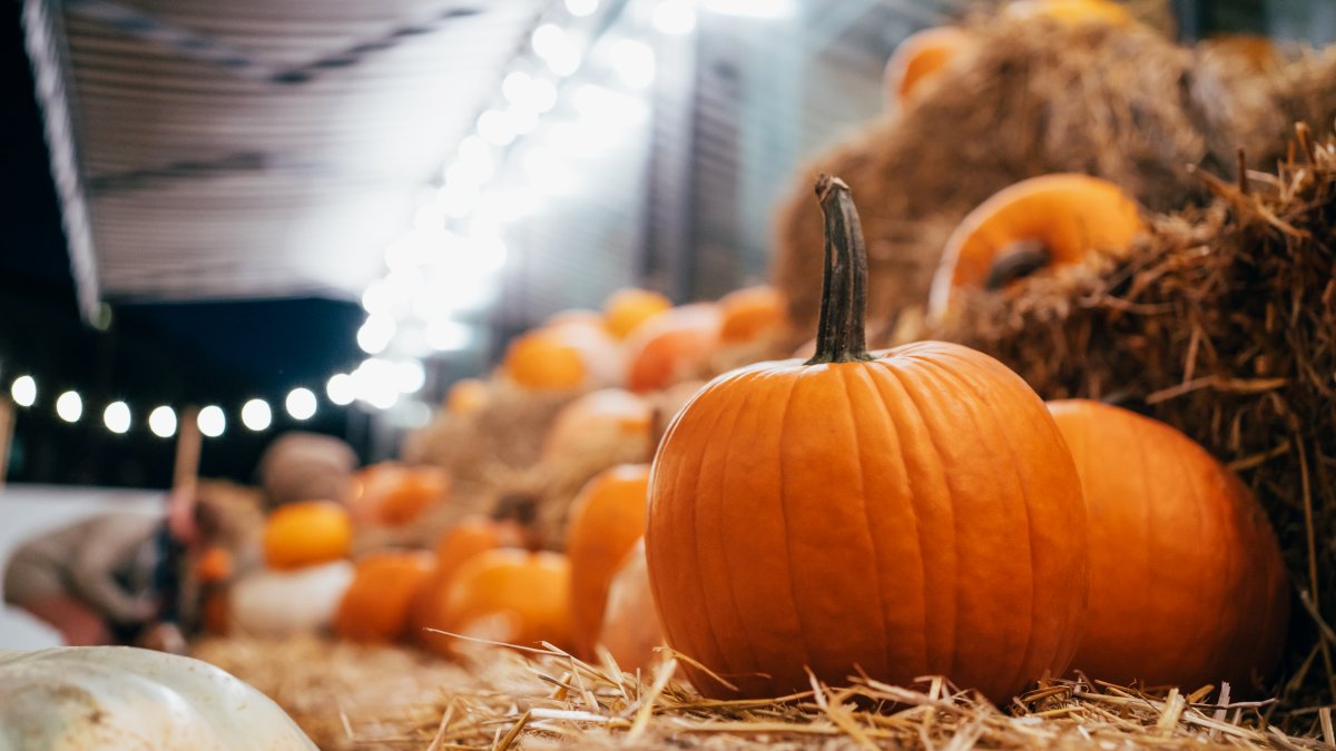 Festivales de calabaza en Chicago: eventos, horarios y más – Telemundo ...