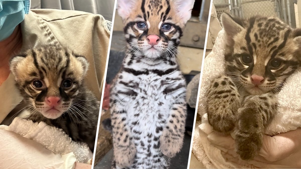 El Zoológico de Los Ángeles comparte imágenes de gatito ocelote ...