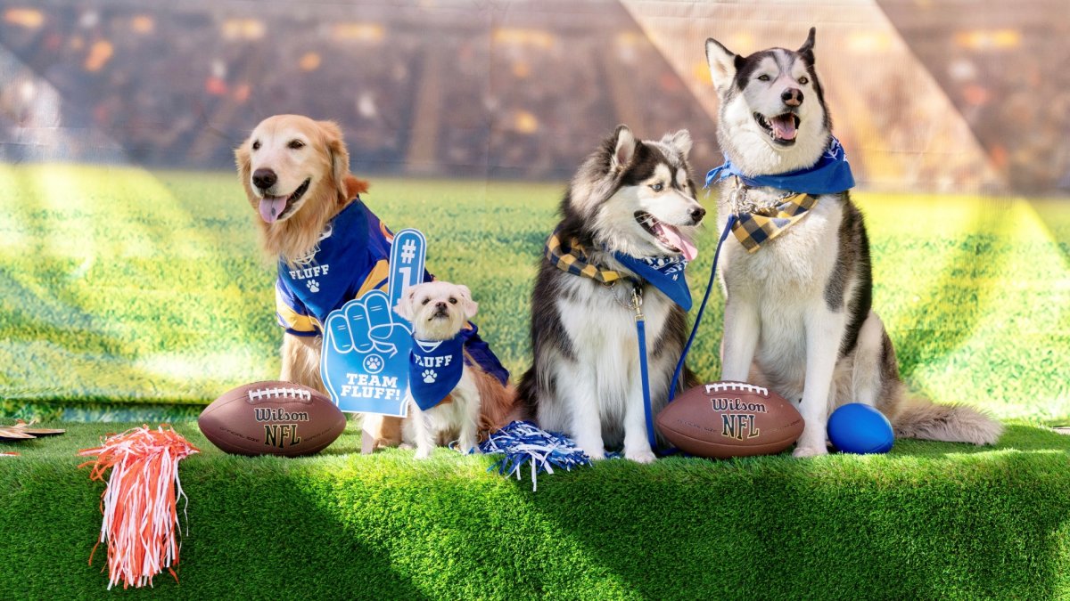 Cahorros de Chicago competirán en el Puppy Bowl – Telemundo Chicago