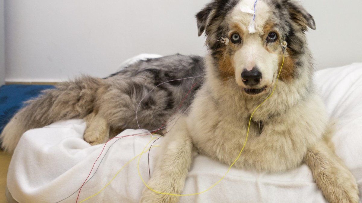 Mascotas: perros reconocen nombres de objetos que conocen – Telemundo ...