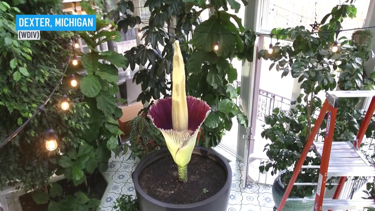 Video: mira el antes y después de la ‘flor cadaver’ floreciendo ...
