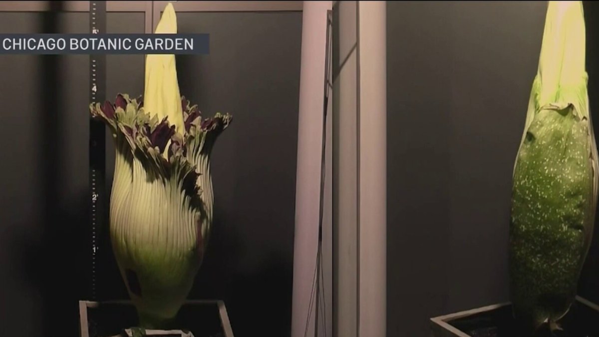 Jardín Botánico de Chicago invita a exposición poco usual – Telemundo ...