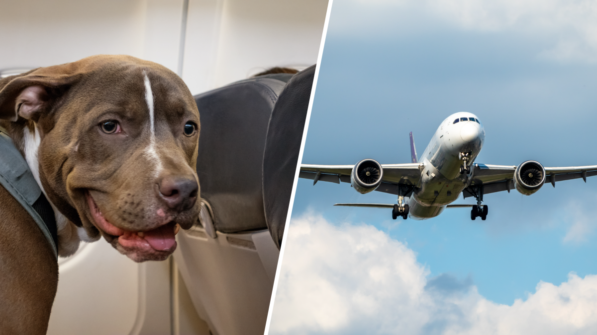 Bark Air, la aerolínea diseñada para perros operará desde Chicago ...