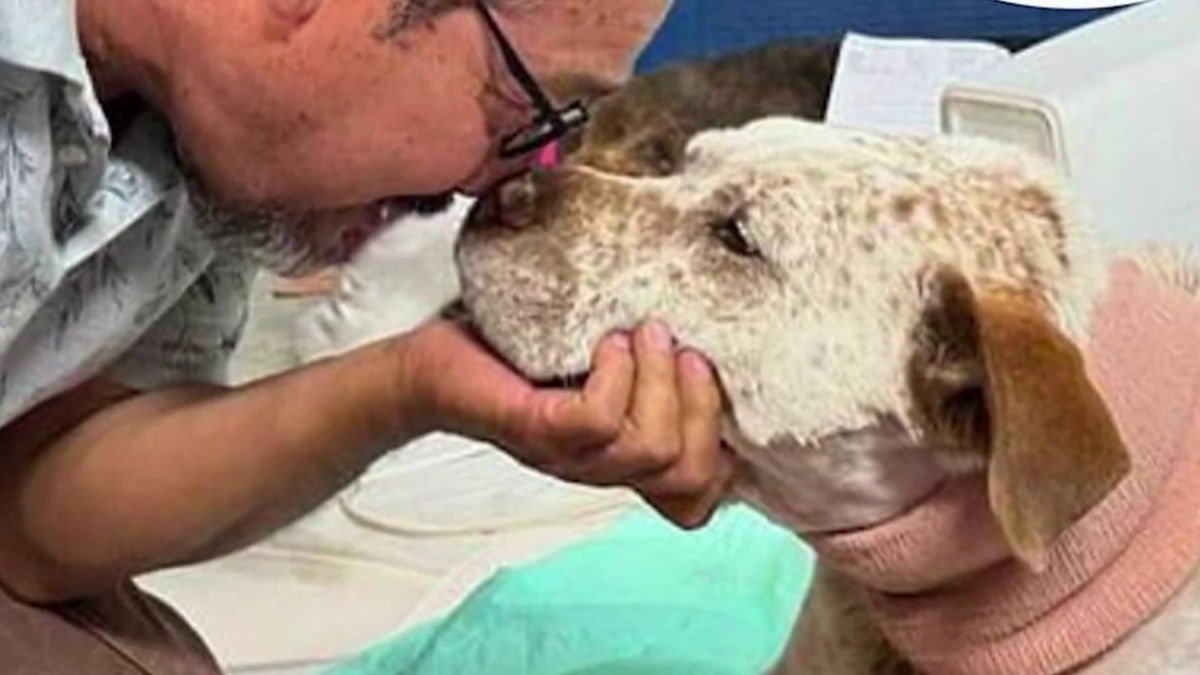 Nuevo México: Perro salva a su familia en Española – Telemundo Chicago