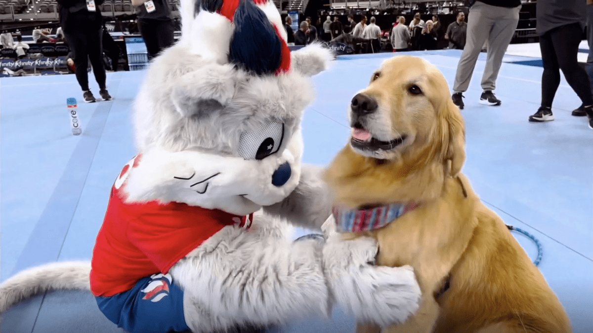 Beacon: el perro de ayuda del equipo olímpico de gimnasia de EEUU ...