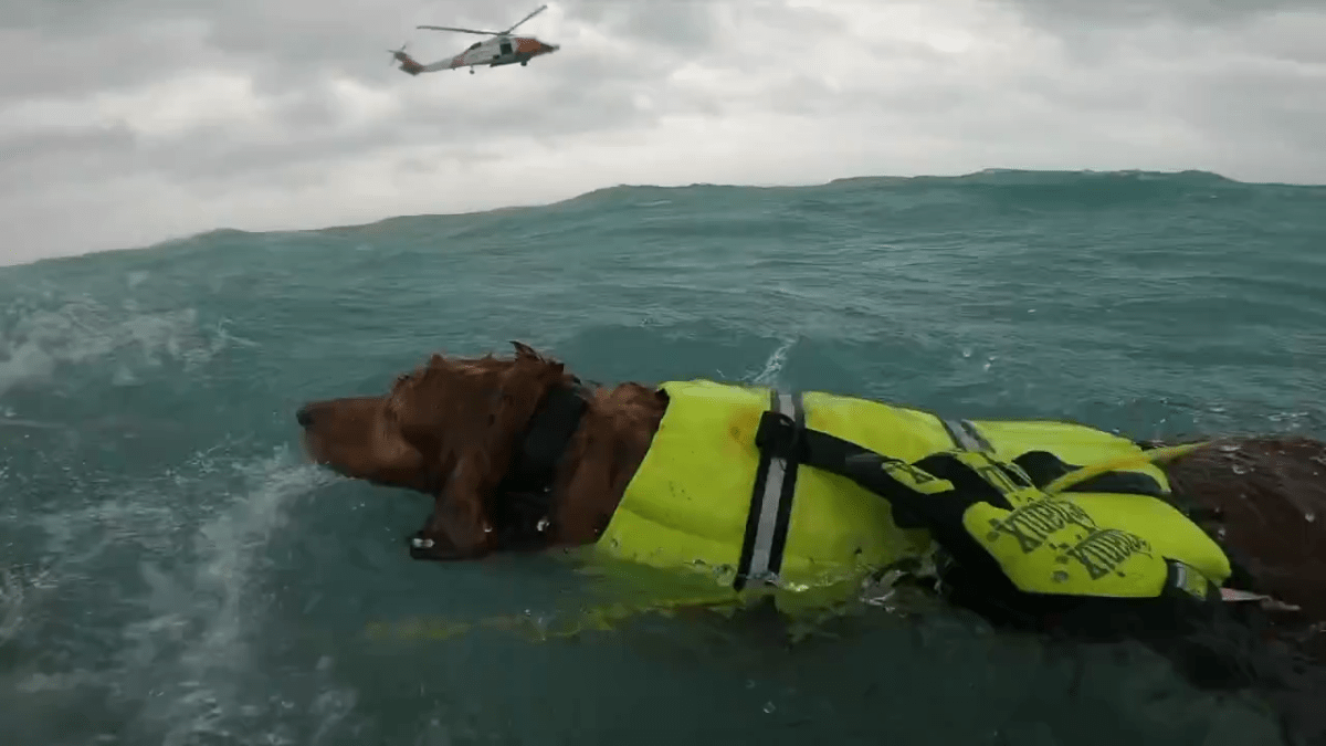 Video muestra rescate de perro y hombre durante el huracán Helene ...