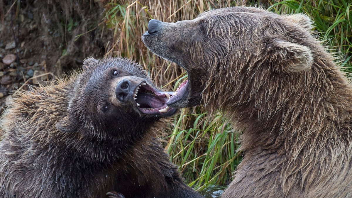 Osos pardos atacan a cazador y lo matan en una isla en Alaska ...