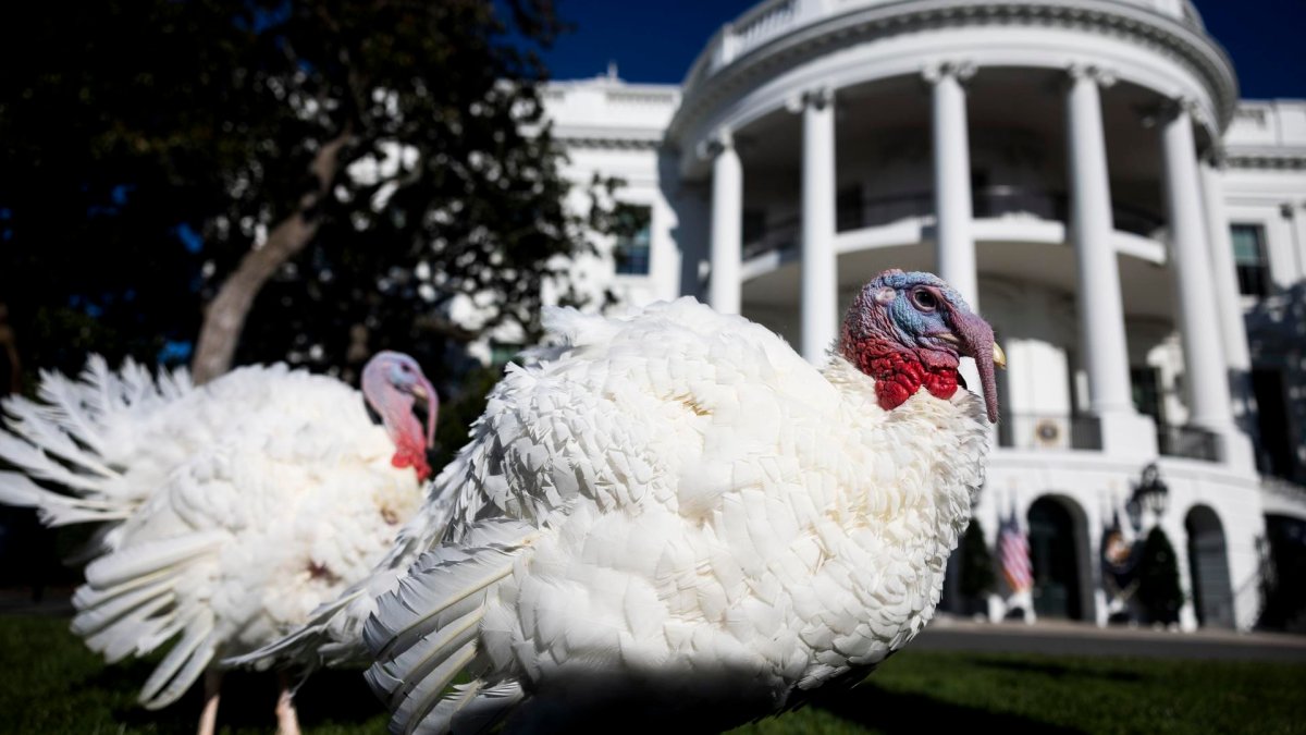 Biden indulta a los pavos Peach y Blossom por Acción de Gracias ...