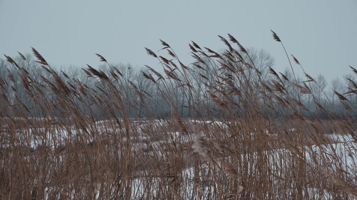 Chicago: Advertencia de viento con ráfagas de más de 45 mph – Telemundo ...