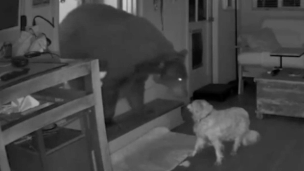 Oso explora casa en Monrovia y se enfrenta a un perrito – Telemundo Chicago