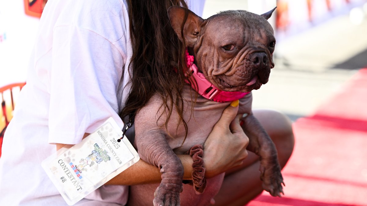 Petunia gana el concurso del perro más feo del mundo – Telemundo Chicago