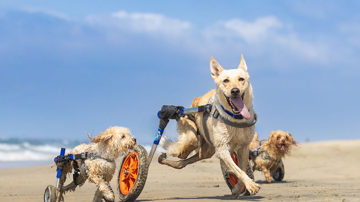 The Unstoppable Dogs: perros discapacitados ofrecen terapia – Telemundo ...