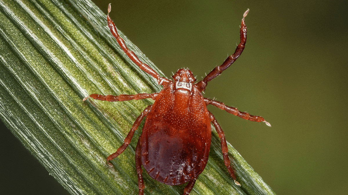 Lo que debes saber sobre la garrapata asiática de cuernos largos ...