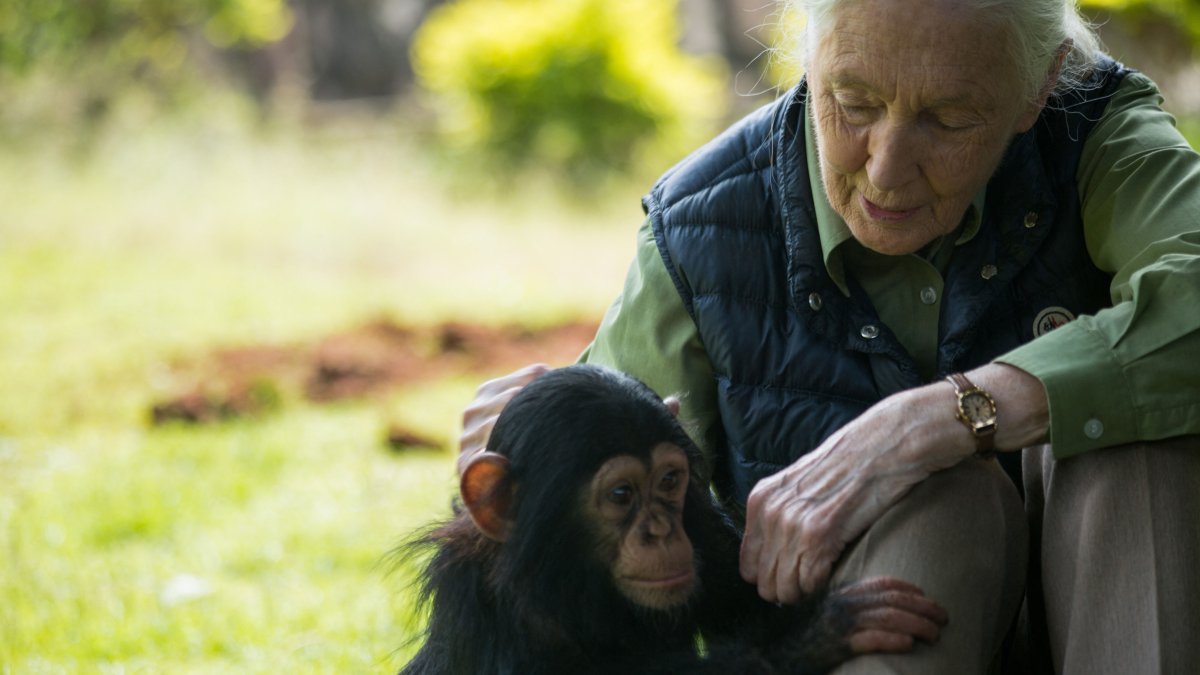 La pionera investigadora Jane Goodall muere a los 91 años – Telemundo ...