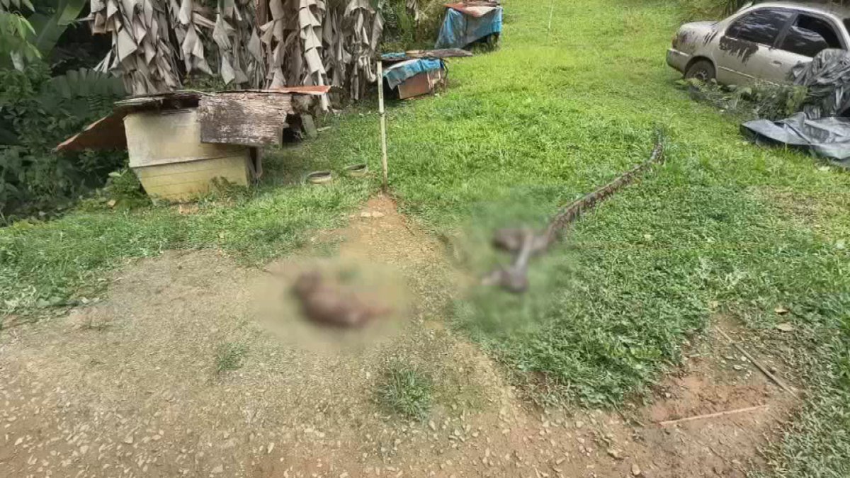 Enorme pitón se traga a un perro con todo y cadena – Telemundo Chicago
