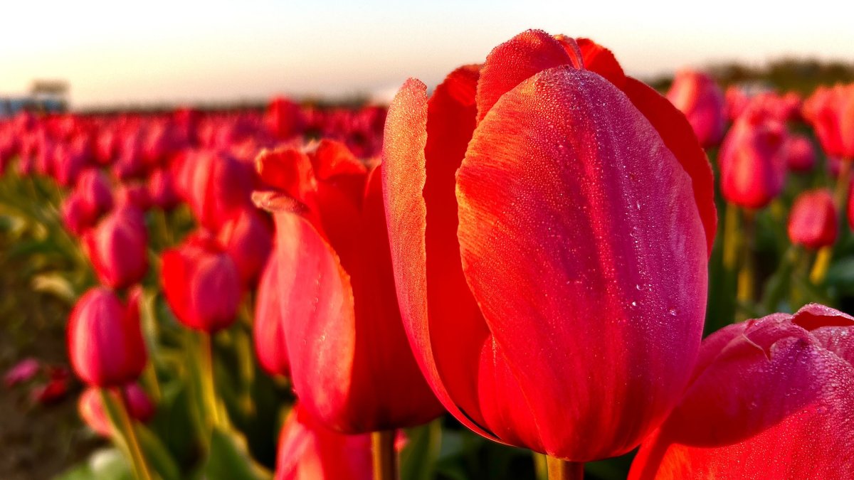 Abre Festival de Tulipanes en Spring Grove con acres de flores ...