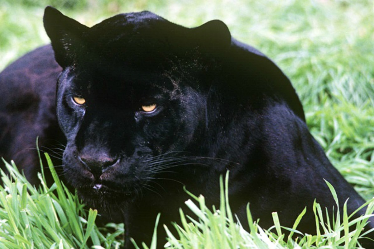 ¡Extraordinario! Un jaguar negro en el Amazonas — Telemundo Chicago